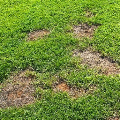 Advice on Lawn Diseases and How to Protect Your Lawn | Kiwicare