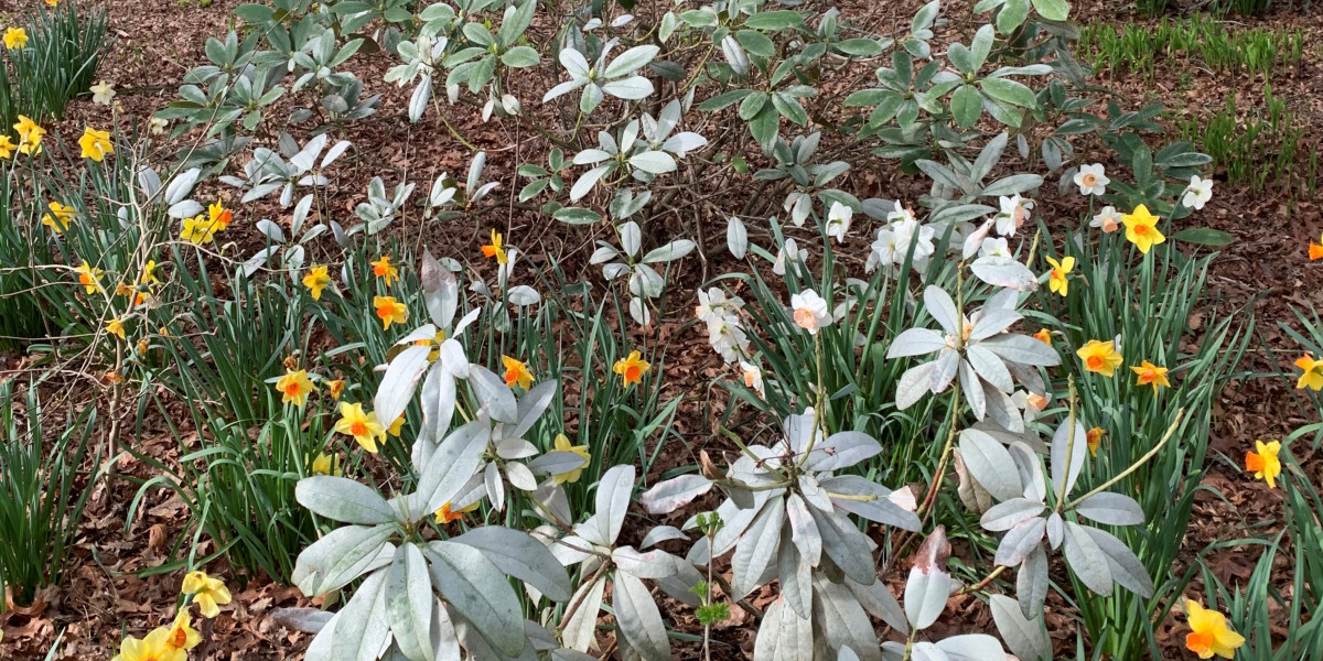 Do Your Rhododendrons Have Silver Leaves? | Kiwicare