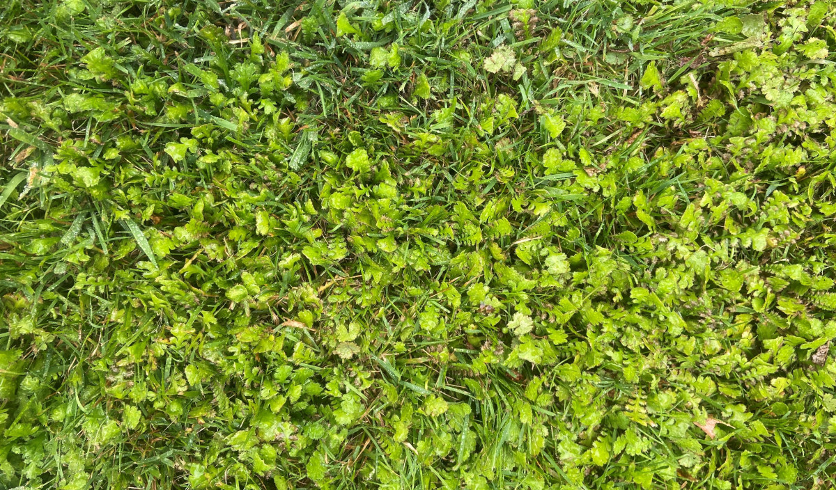 Leptinalla Identification and Control | Kiwicare