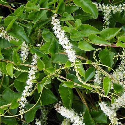 Madeira Vine - Control of Madeira Vine in Gardens. | Kiwicare