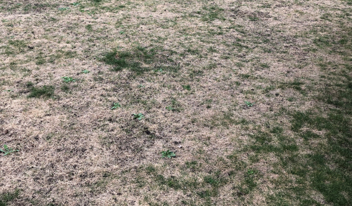 Melting Out Lawn Fungal Disease | Kiwicare