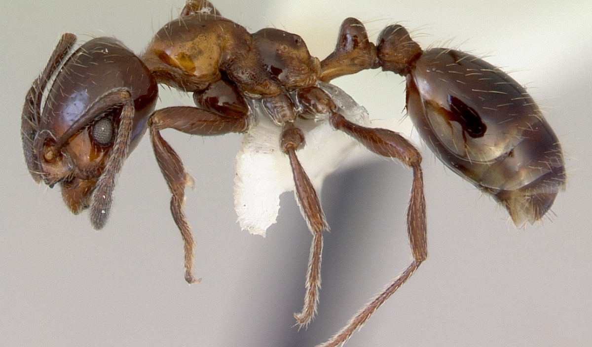 Southern Ants - Identification and Control | Kiwicare
