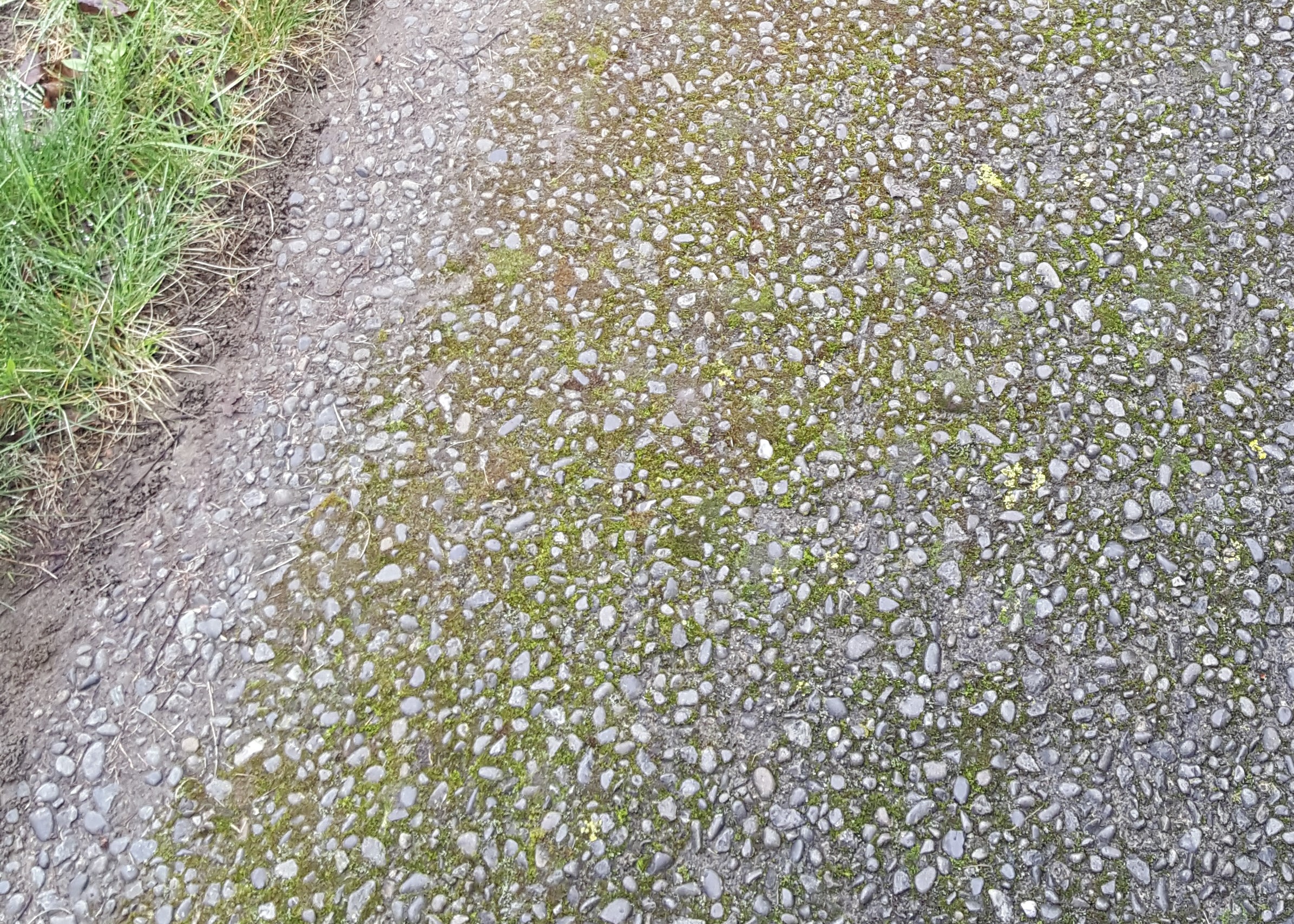 Use Weed Weapon Natural Power to Clean Your Paths | Kiwicare