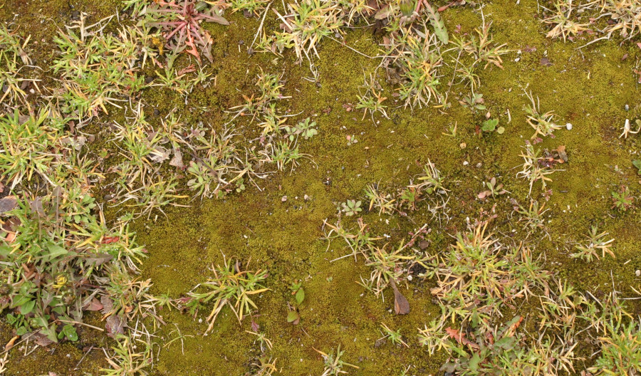 Acid Lawn Soils - Advice on Adjusting pH in Acid Lawns | Kiwicare