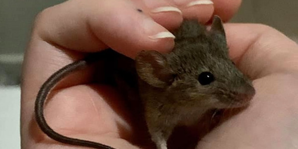 The Mars Bar Mice - A Tale of a Mouse Catcher | Kiwicare