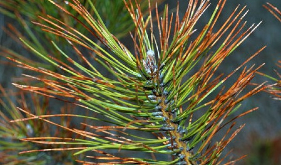 Needle Blight - Control of Needle Blight Disease. | Kiwicare