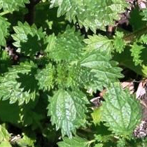 Nettle - Control of Nettle Weeds in Gardens. | Kiwicare