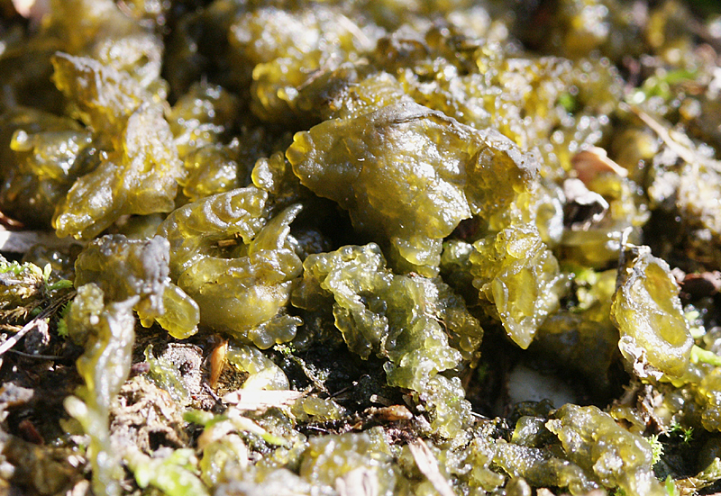 Nostoc is a blue-green alga that forms slimy colonies