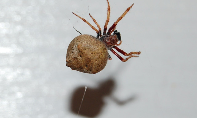 Advice - Video on How to Get Rid of Spiders and Webs | Kiwicare