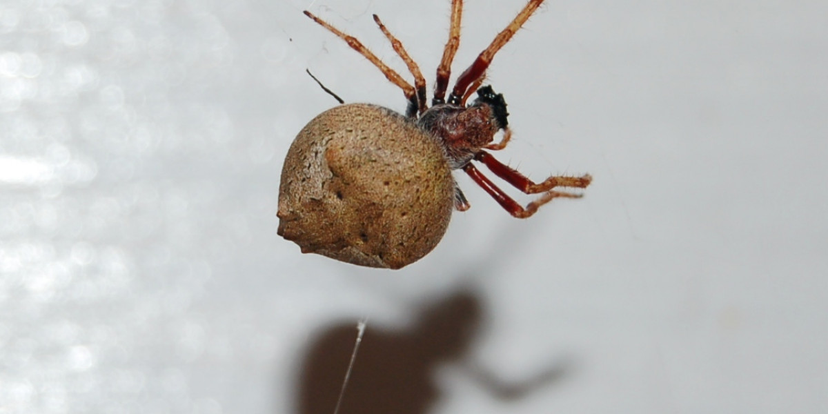 How to Carry Out Your Spring Fly and Spiders Treatment | Kiwicare