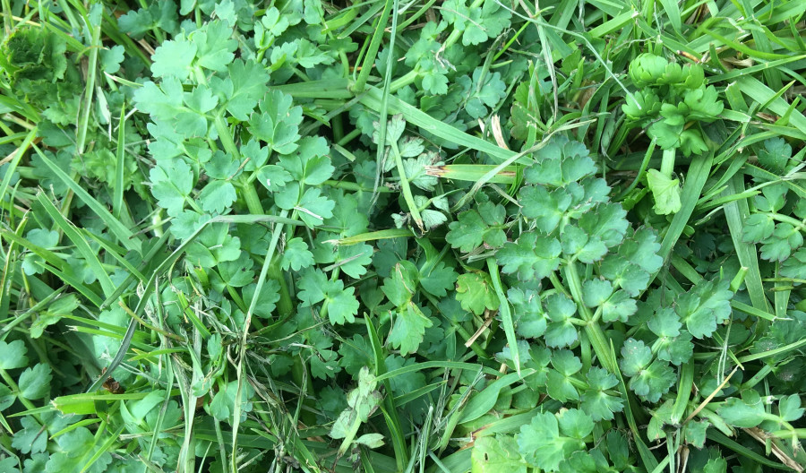 How to Identify and Get Rid of Parsley Dropwort | Kiwicare