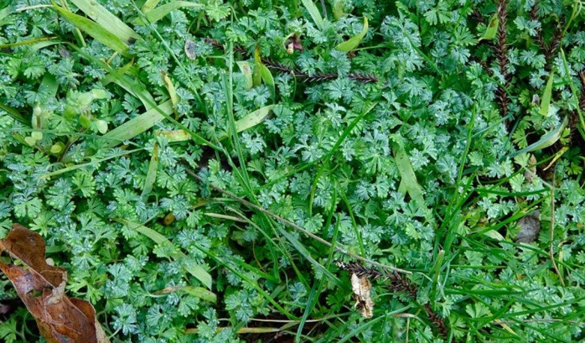 Parsley Piert - How to Get Rid of Parsley Piert Weed | Kiwicare