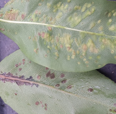 Pear Leaf Blister Mite - Control of Pear Blister Mite | Kiwicare