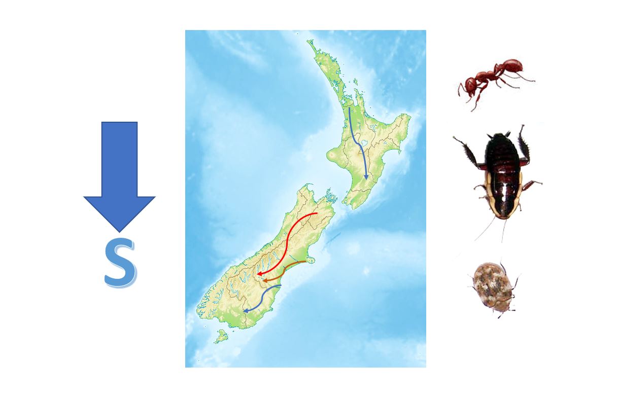 About the Southern Spead of Insect Pests in NZ | Kiwicare