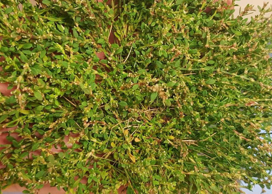 Polygonum Weeds - Control of Polygonum Weeds | Kiwicare