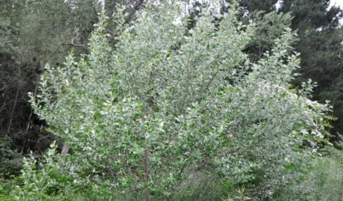 Poplar - Control of Poplar Suckers in Gardens. | Kiwicare