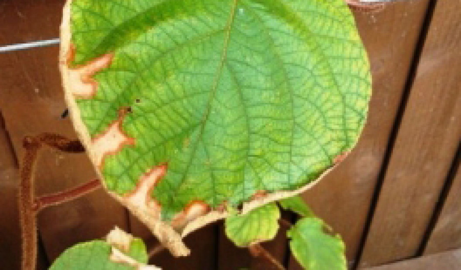 Potassium Deficiency In Plants