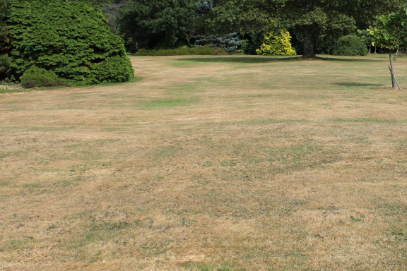 Advice on Growing a Great Lawn | Kiwicare