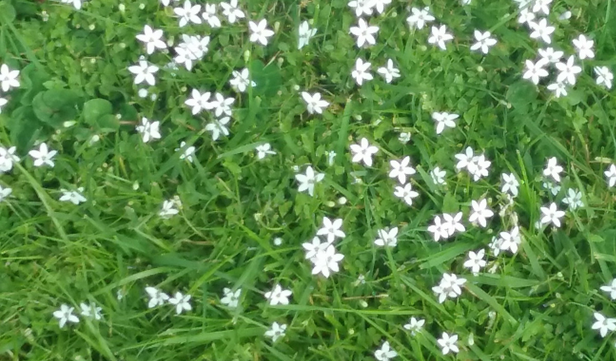 Pratia Weed - Identify and Control Pratia | Kiwicare