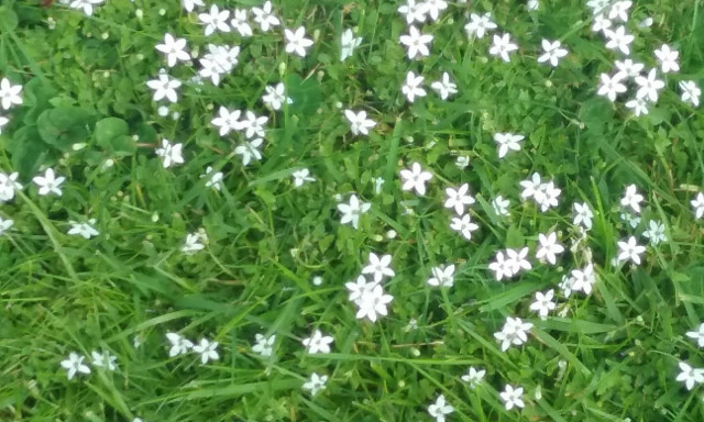 Rush - Identification and Control of Rush Weeds. | Kiwicare