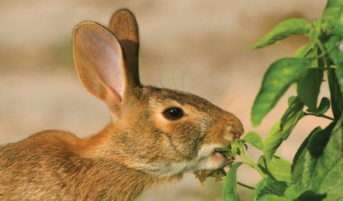 Rabbits - Control of Rabbits in the Garden. | Kiwicare