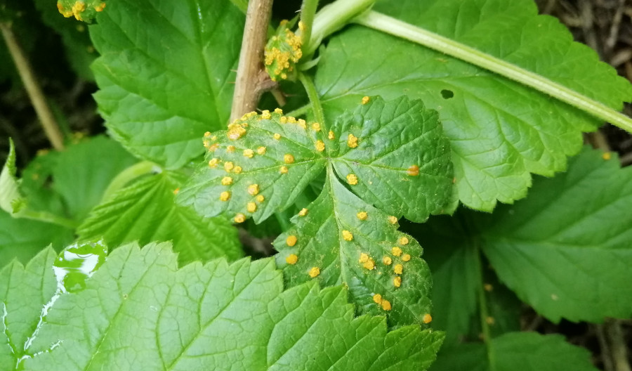 Raspberry Leaf Rust - Identification and Control | Kiwicare