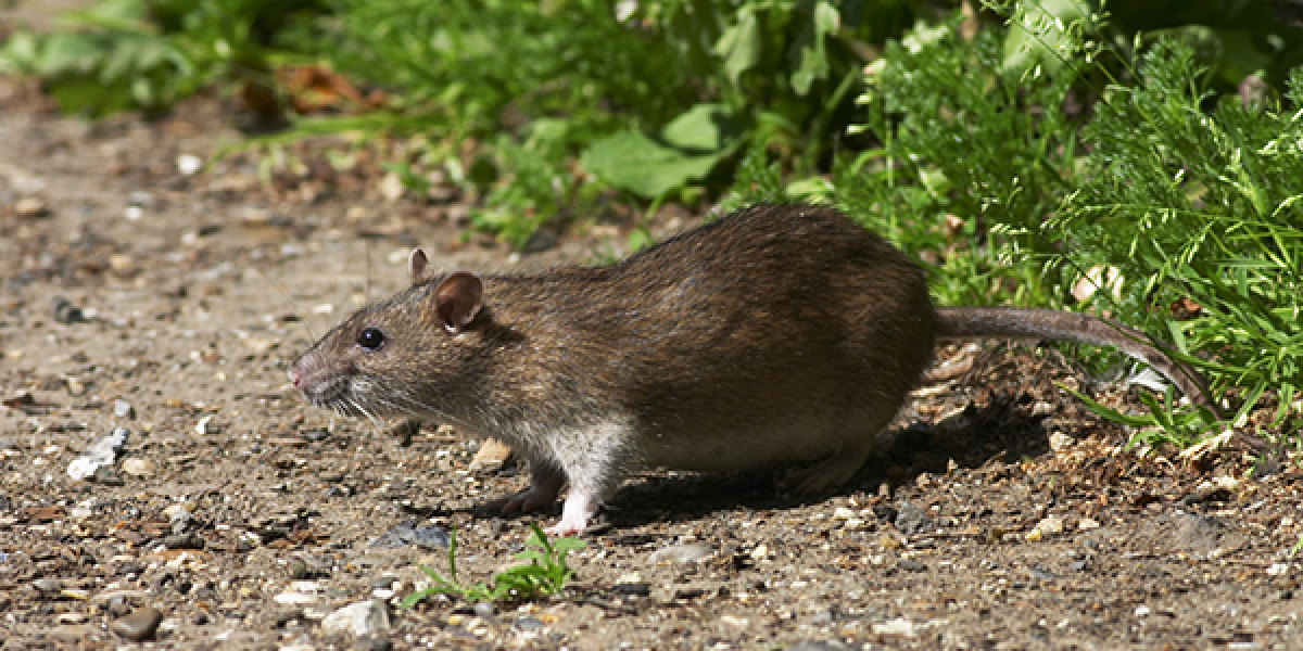 New Zealand Introduced Mammal Pests | Kiwicare