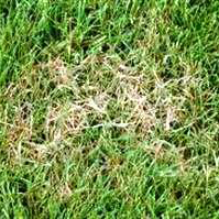 Red Thread - Control of Red Thread Disease of Lawns. | Kiwicare