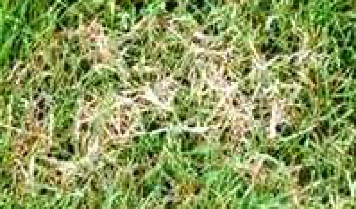 Red Thread - Control of Red Thread Disease of Lawns. | Kiwicare