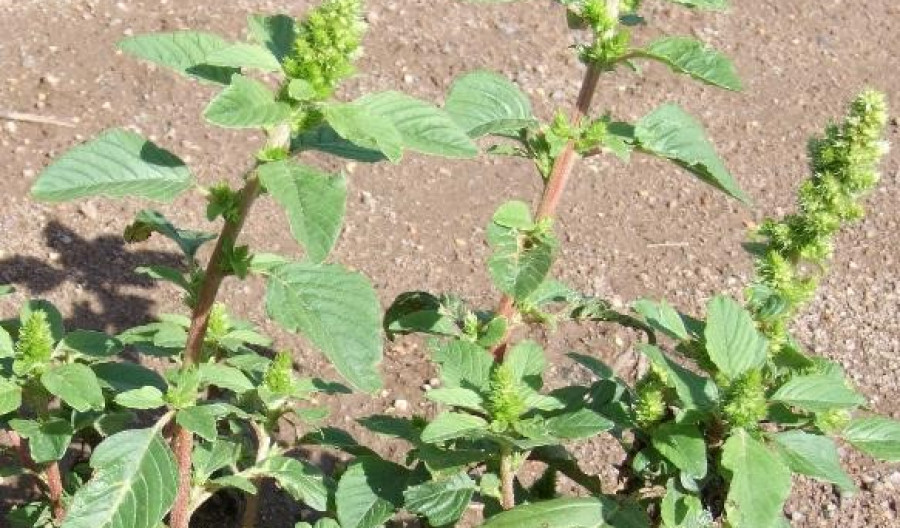 Redroot - Identification and Control of Redroot Weed | Kiwicare