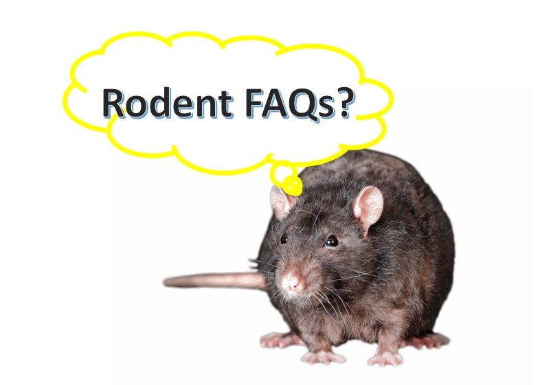 FAQs About Rodent Control | Kiwicare