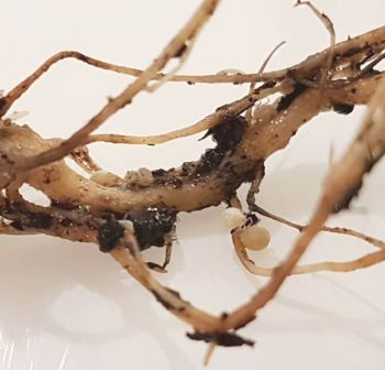 Root Aphids and Mealybugs - Control Root Pests | Kiwicare