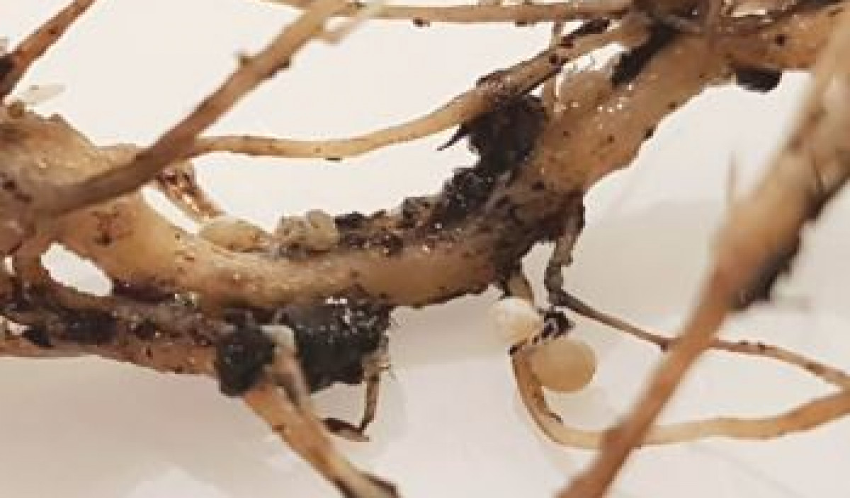 Root Aphids and Mealybugs - Control Root Pests | Kiwicare