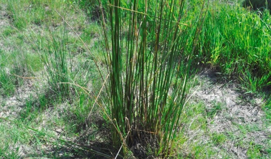 Rush - Identification and Control of Rush Weeds. | Kiwicare