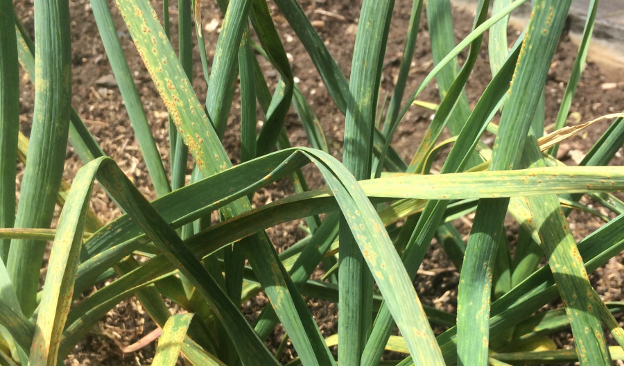 Rust - Control of Rust Diseases of Plants. | Kiwicare