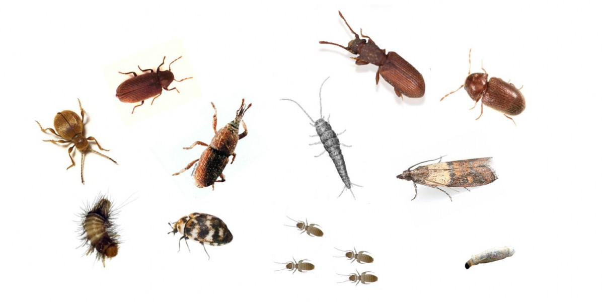 Pest Eating Stuff in Your Home? | Kiwicare