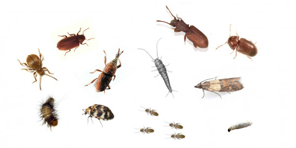 Pest Eating Stuff in Your Home? | Kiwicare