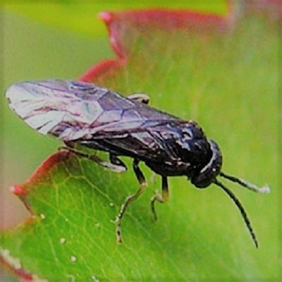 Sawflies - Control of Sawflies on Garden Plants. | Kiwicare