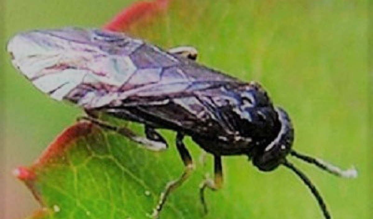 Sawflies - Control of Sawflies on Garden Plants. | Kiwicare