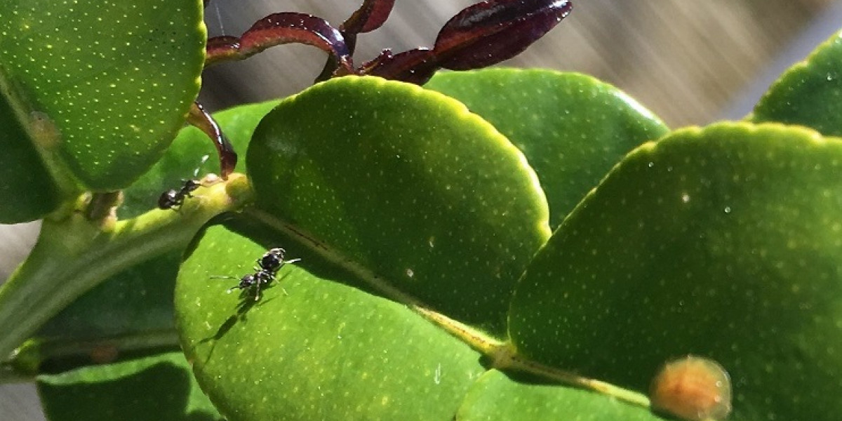 Advice - Ants in Your Plants? | Kiwicare