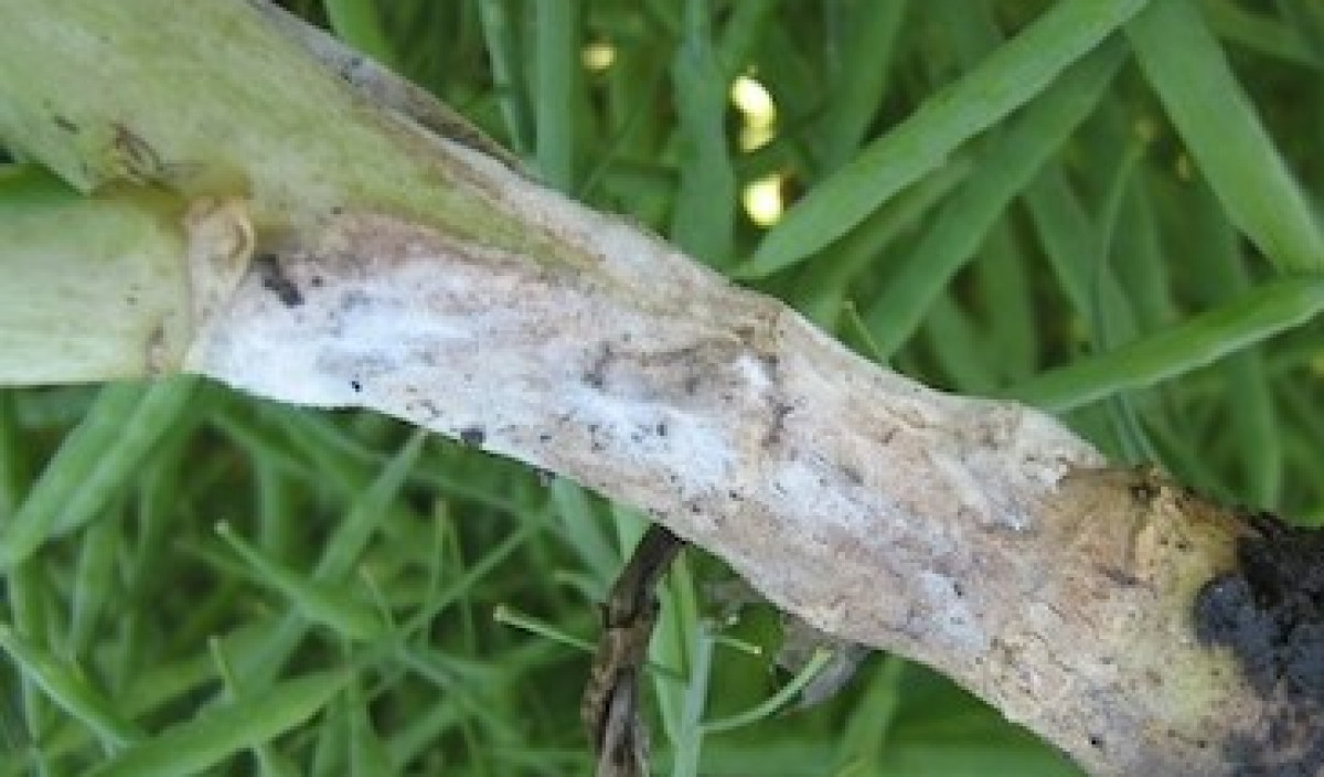 Sclerotina - Advice on Identification and Control | Kiwicare
