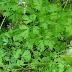 Fumitory - Control of Fumitory Weed in Gardens. | Kiwicare