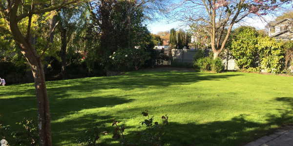 How to Grow Lawn Grass in Shady Areas | Kiwicare