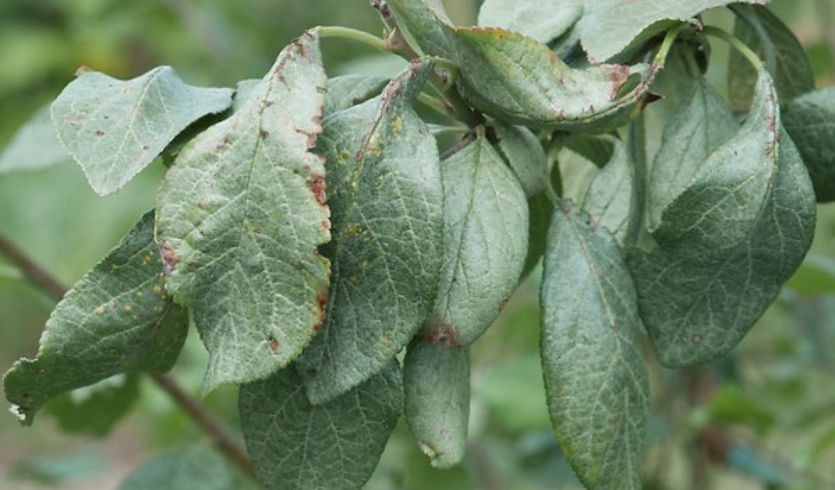 Silver Leaf - Control of Silver Leaf Disease. | Kiwicare
