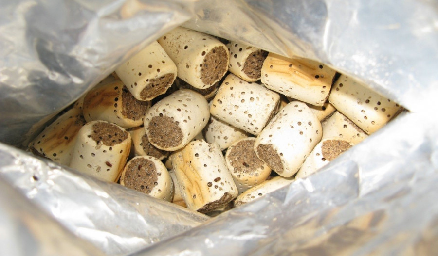 Biscuit Beetle - Control of Biscuit Beetle in Homes. | Kiwicare