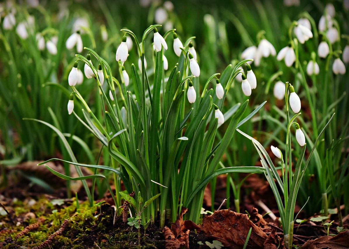 The Seasons. What and When are They? | Kiwicare