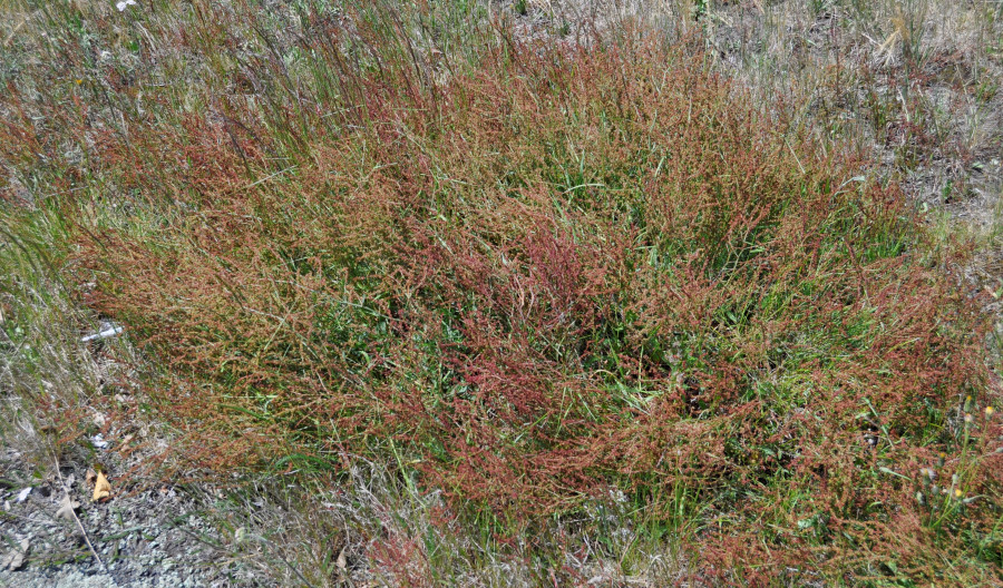 Sorrel - Control Sorrel Weed in Lawns and Gardens. | Kiwicare