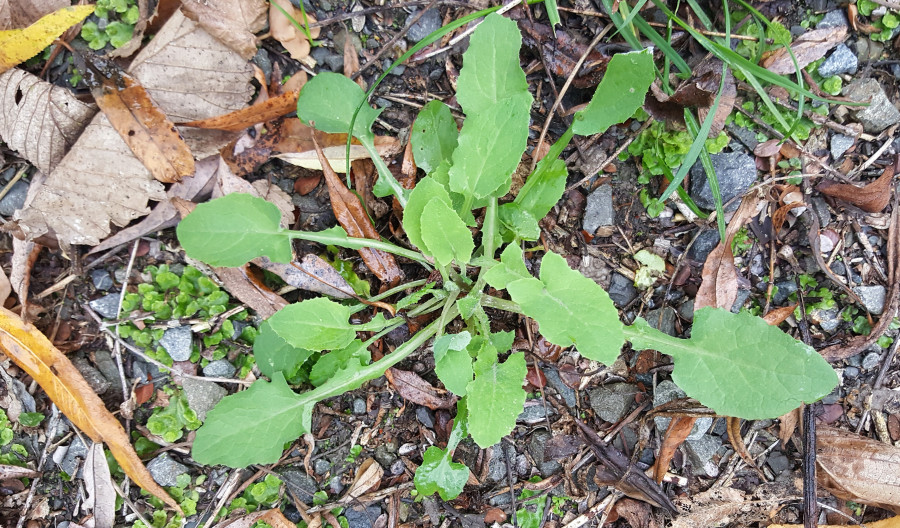 Sow Thistle - Identification and Control of Sow Thistle | Kiwicare