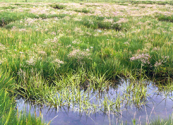 Spartina is a Weed Which Invades the Intertidal Zone. | Kiwicare