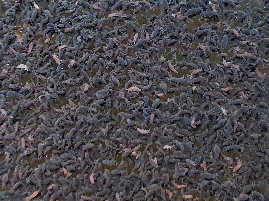 Springtails - Control of Springtail Pests | Kiwicare